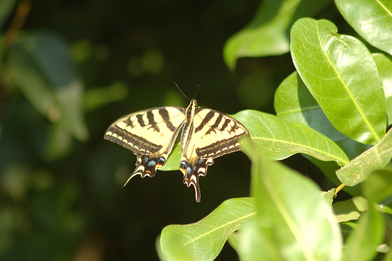 28 Yellow Butterflies in The United States (with Pictures)