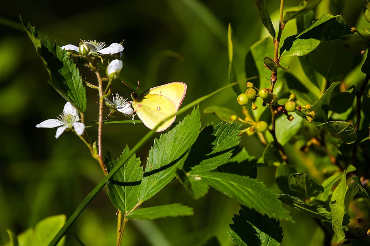 28 Yellow Butterflies in The United States (with Pictures)
