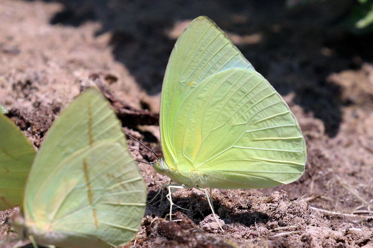 28 Yellow Butterflies in The United States (with Pictures)