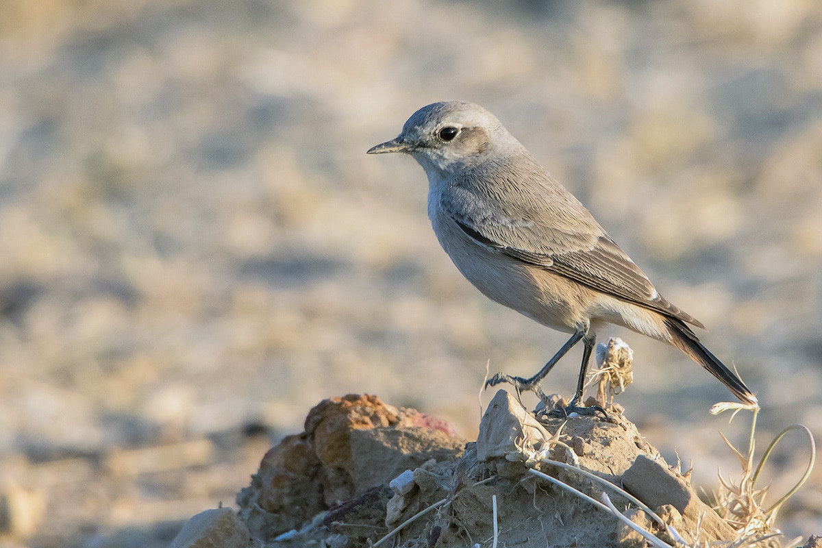 21 Beautiful Birds With Red Tails (with Pictures)