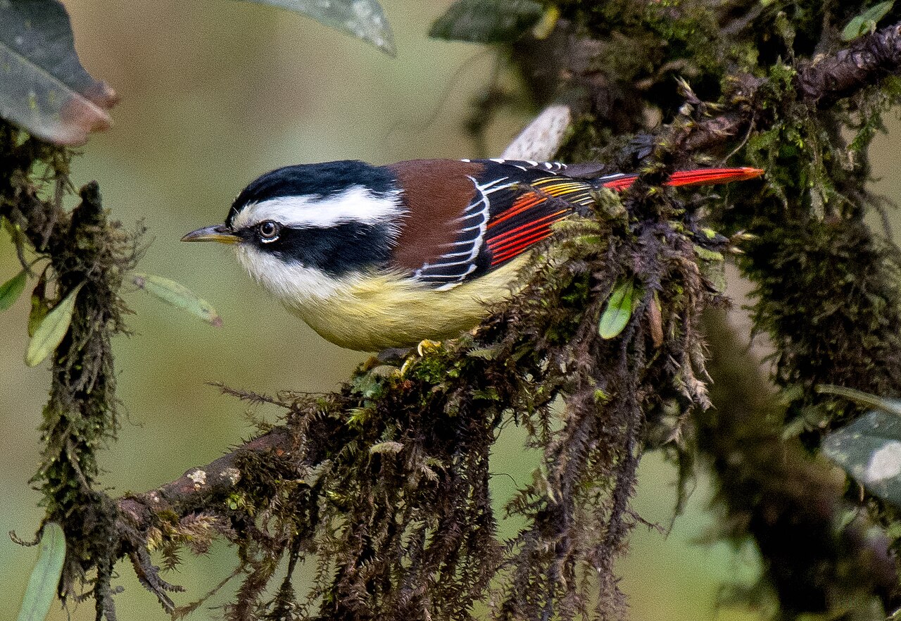 21 Beautiful Birds With Red Tails (with Pictures)