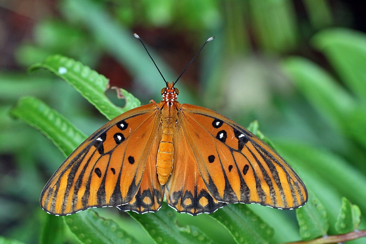 38 Butterflies That Look Like Monarchs (with Pictures)