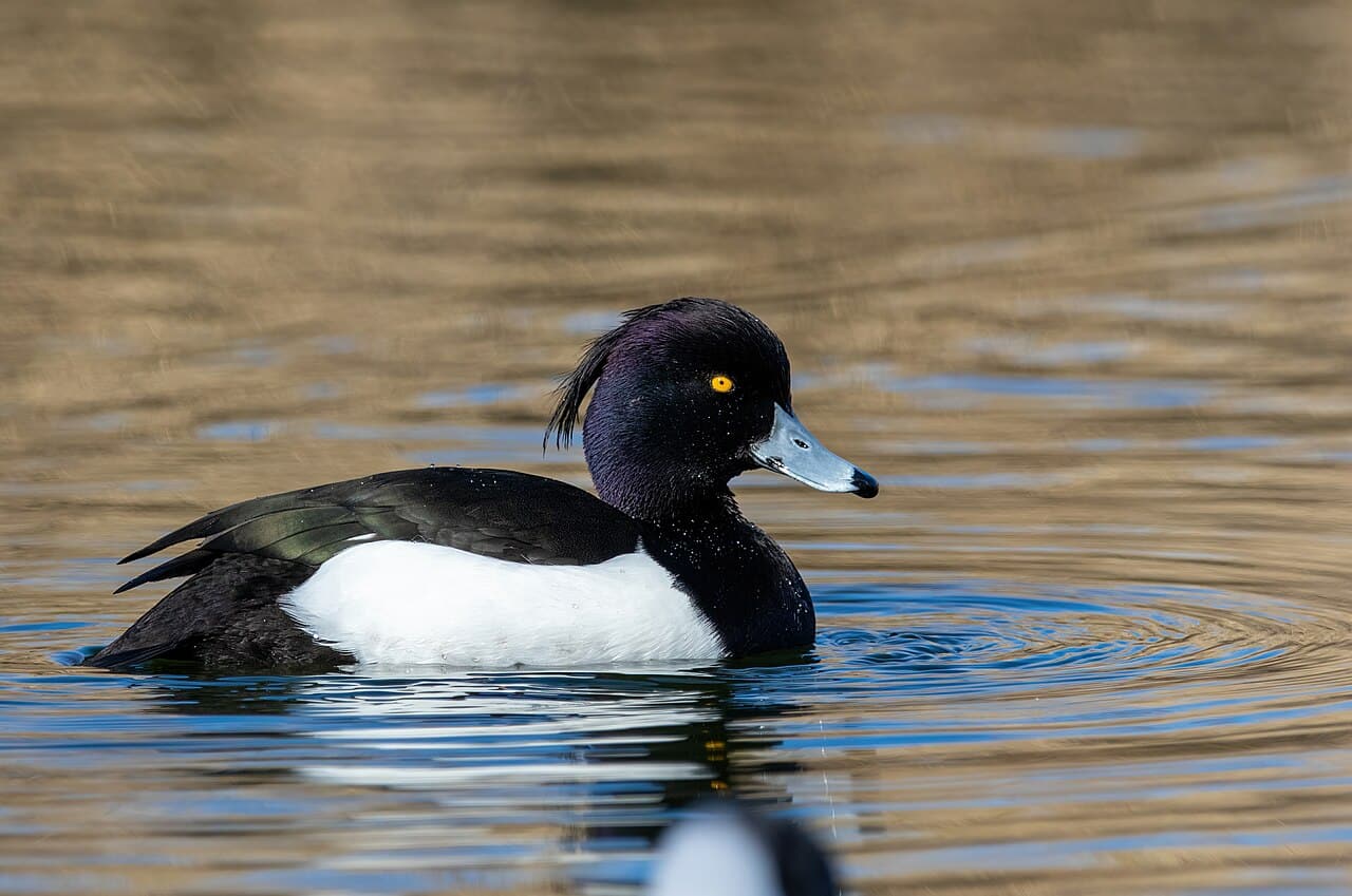 33 Black and White Ducks (Wild and Domestic Duck Breeds)