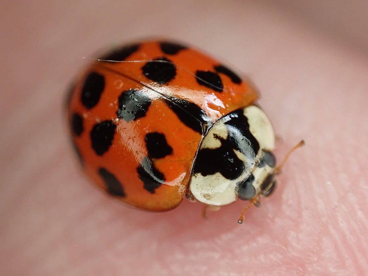 46 Black And Red Bugs in The United States (with Pictures)