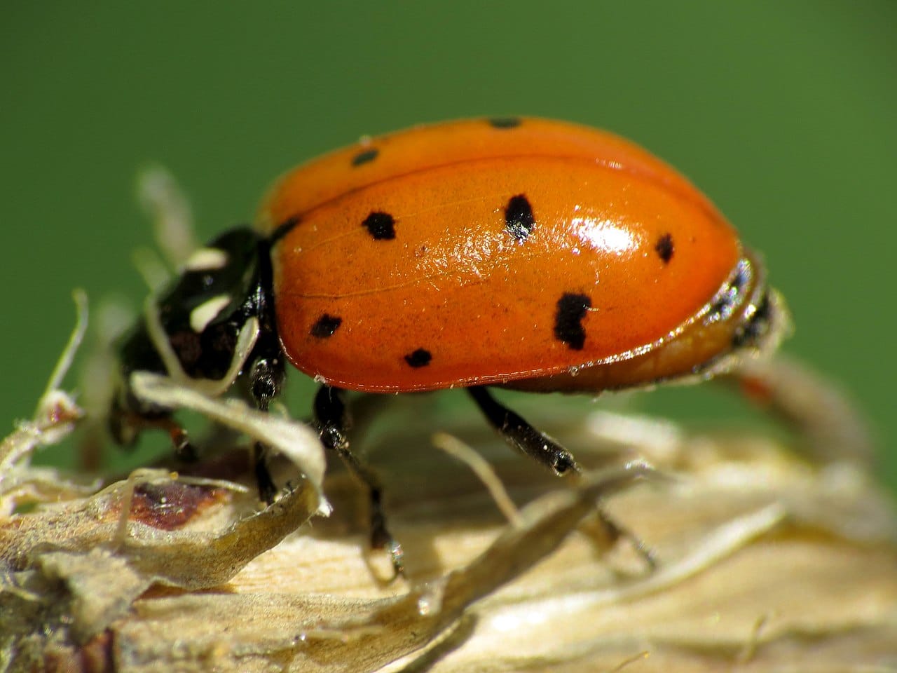 46 Black And Red Bugs in The United States (with Pictures)