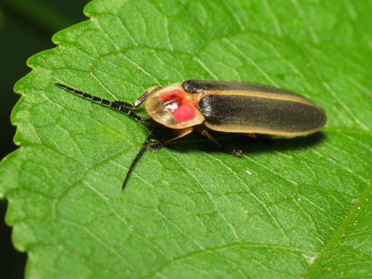 46 Black And Red Bugs in The United States (with Pictures)