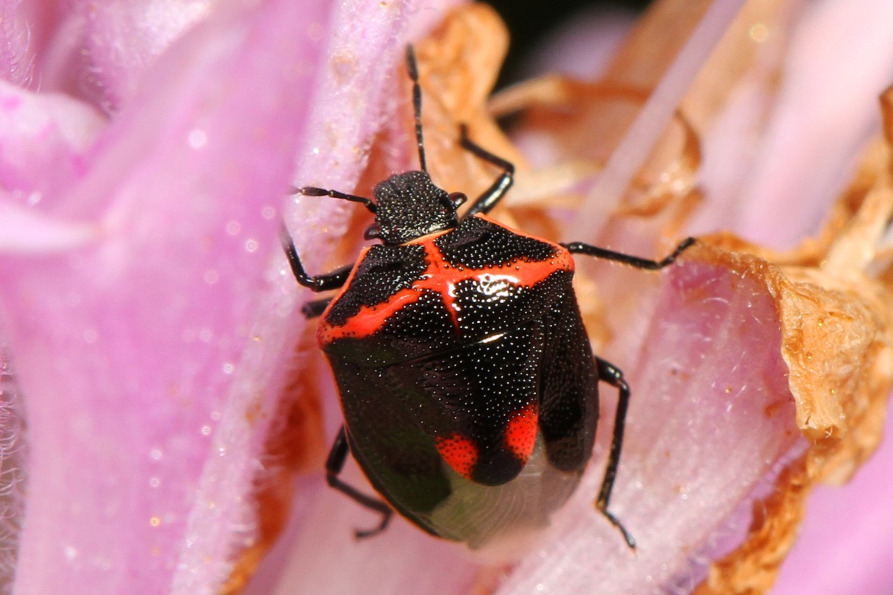 46 Black And Red Bugs in The United States (with Pictures)