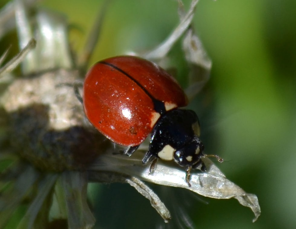 46 Black And Red Bugs in The United States (with Pictures)