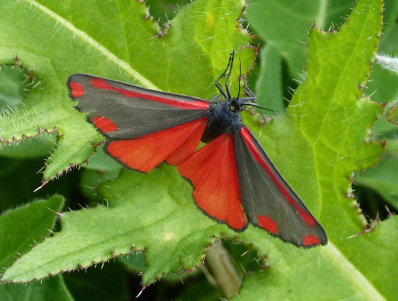 46 Black And Red Bugs in The United States (with Pictures)