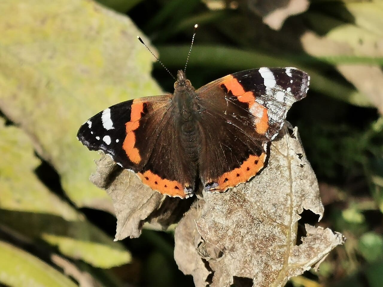 8 Red Admiral Butterfly Spiritual Meanings