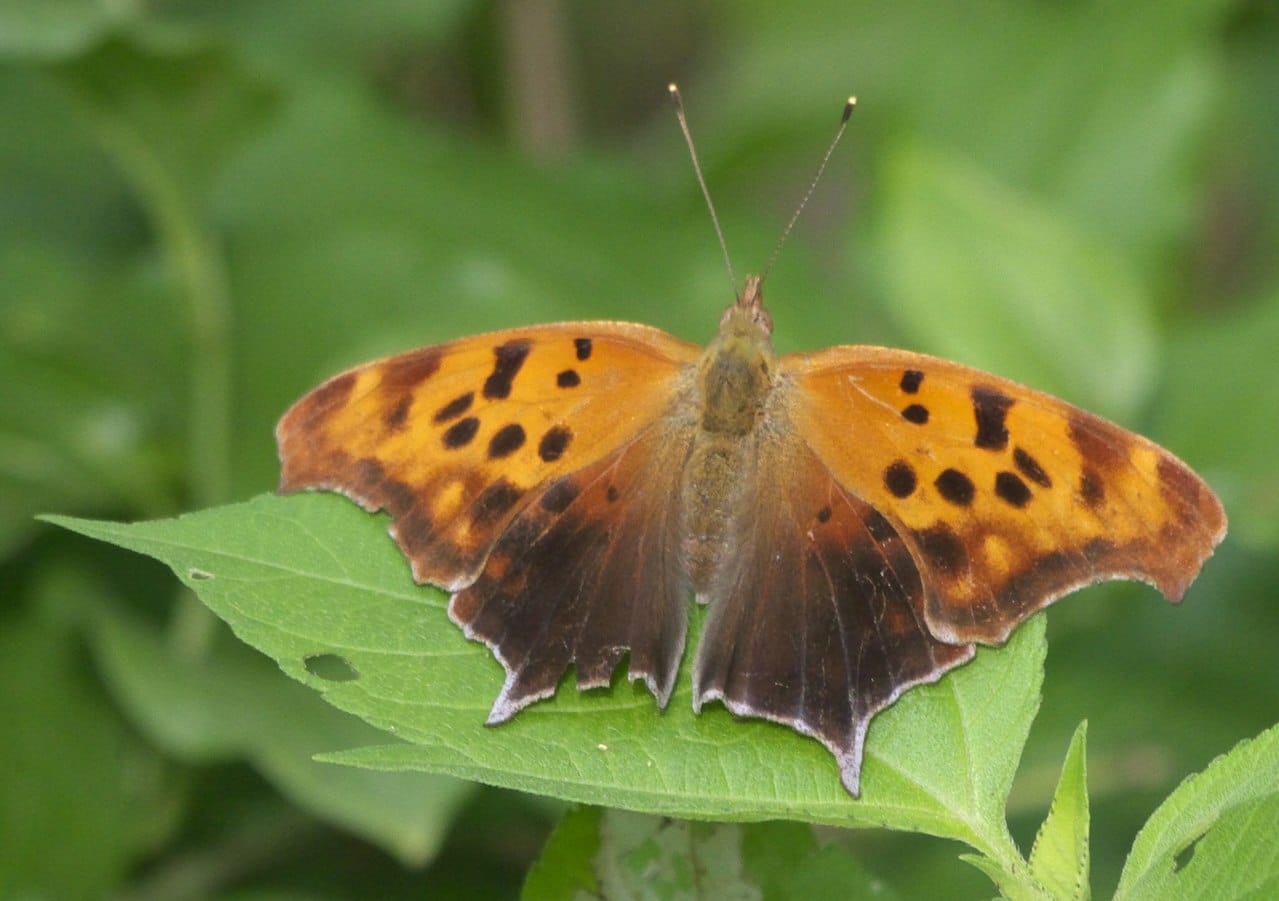 30 Common Butterflies in Texas (Pictures And Identification)