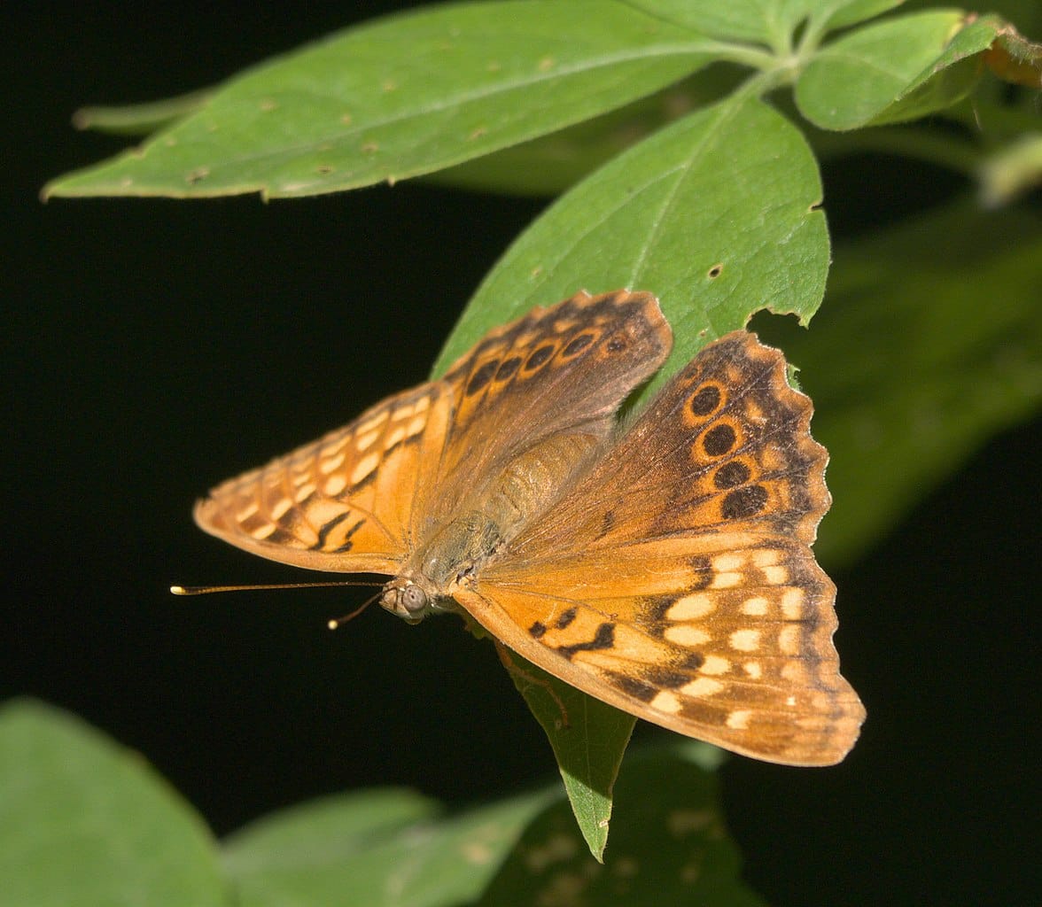 30 Common Butterflies in Texas (Pictures And Identification)