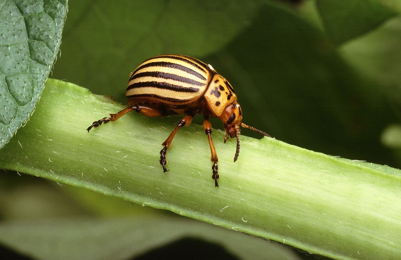 36 Common Beetles With Stripes (Pictures And Identification)