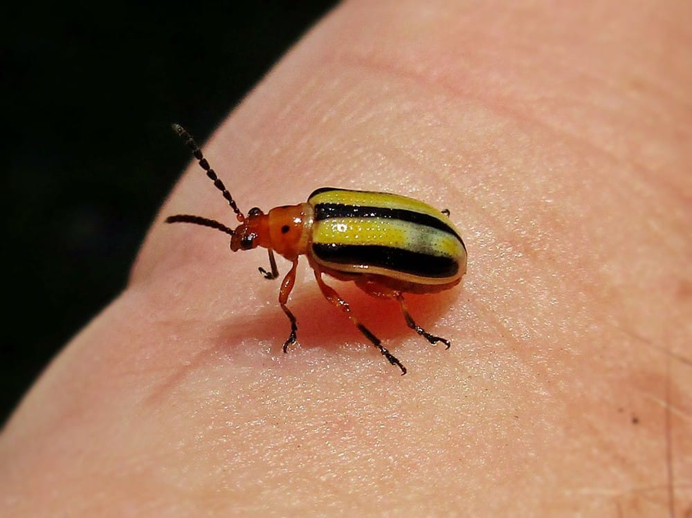 36 Common Beetles With Stripes (Pictures And Identification)
