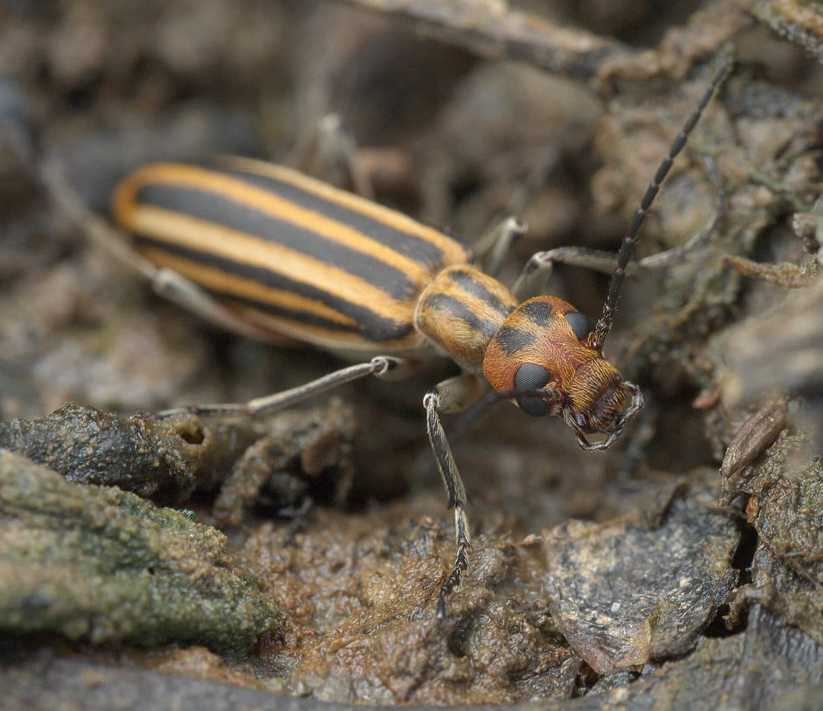 36 Common Beetles With Stripes (Pictures And Identification)