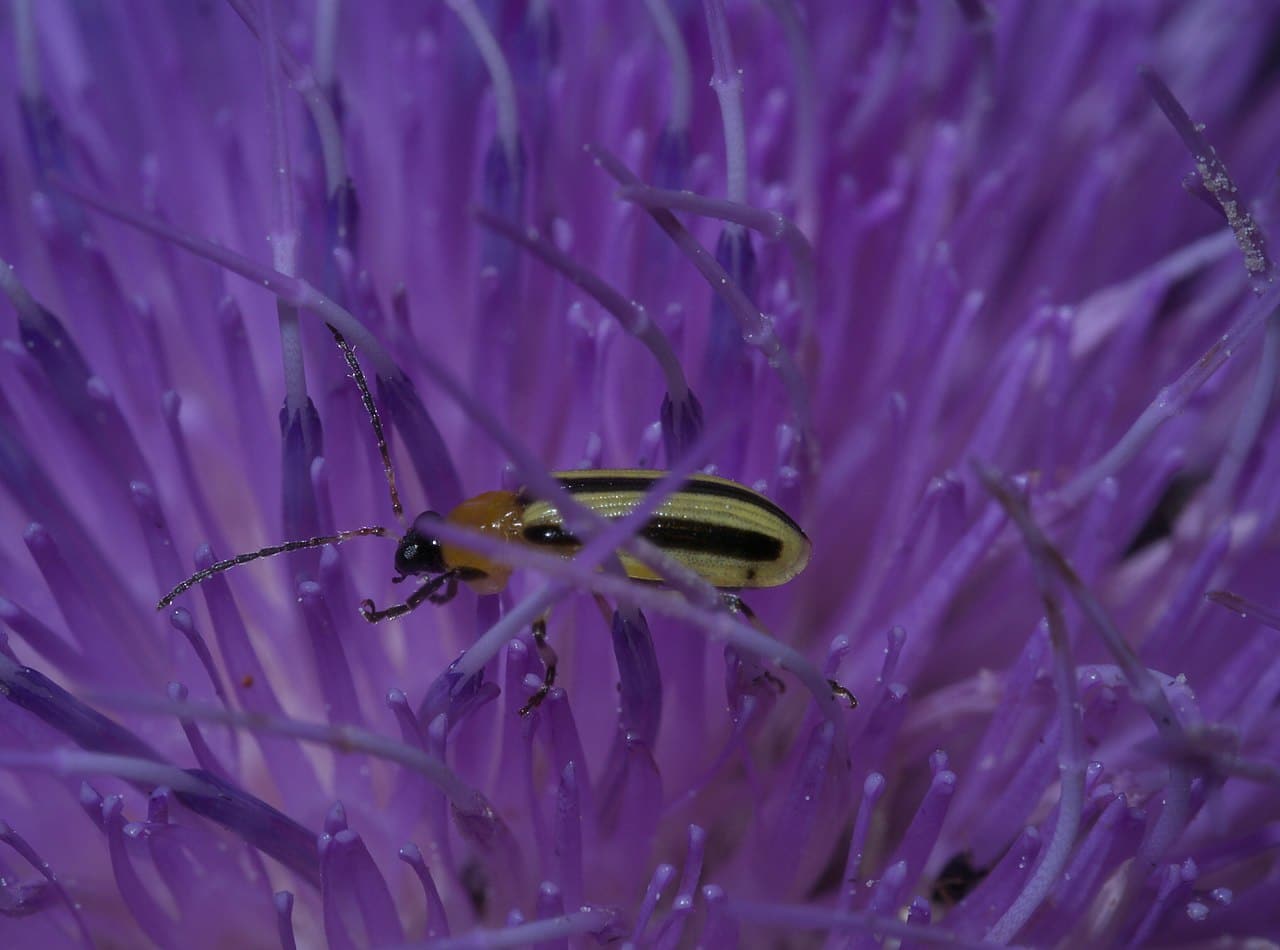 36 Common Beetles With Stripes (Pictures And Identification)