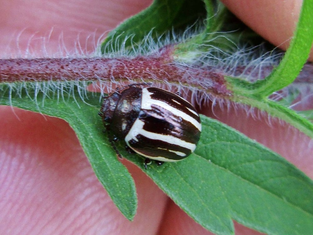 36 Common Beetles With Stripes (Pictures And Identification)