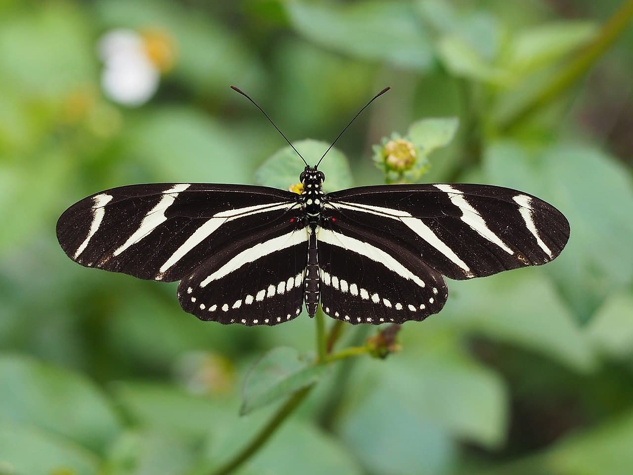 33 Common Butterflies in Florida (Pictures and Identification)