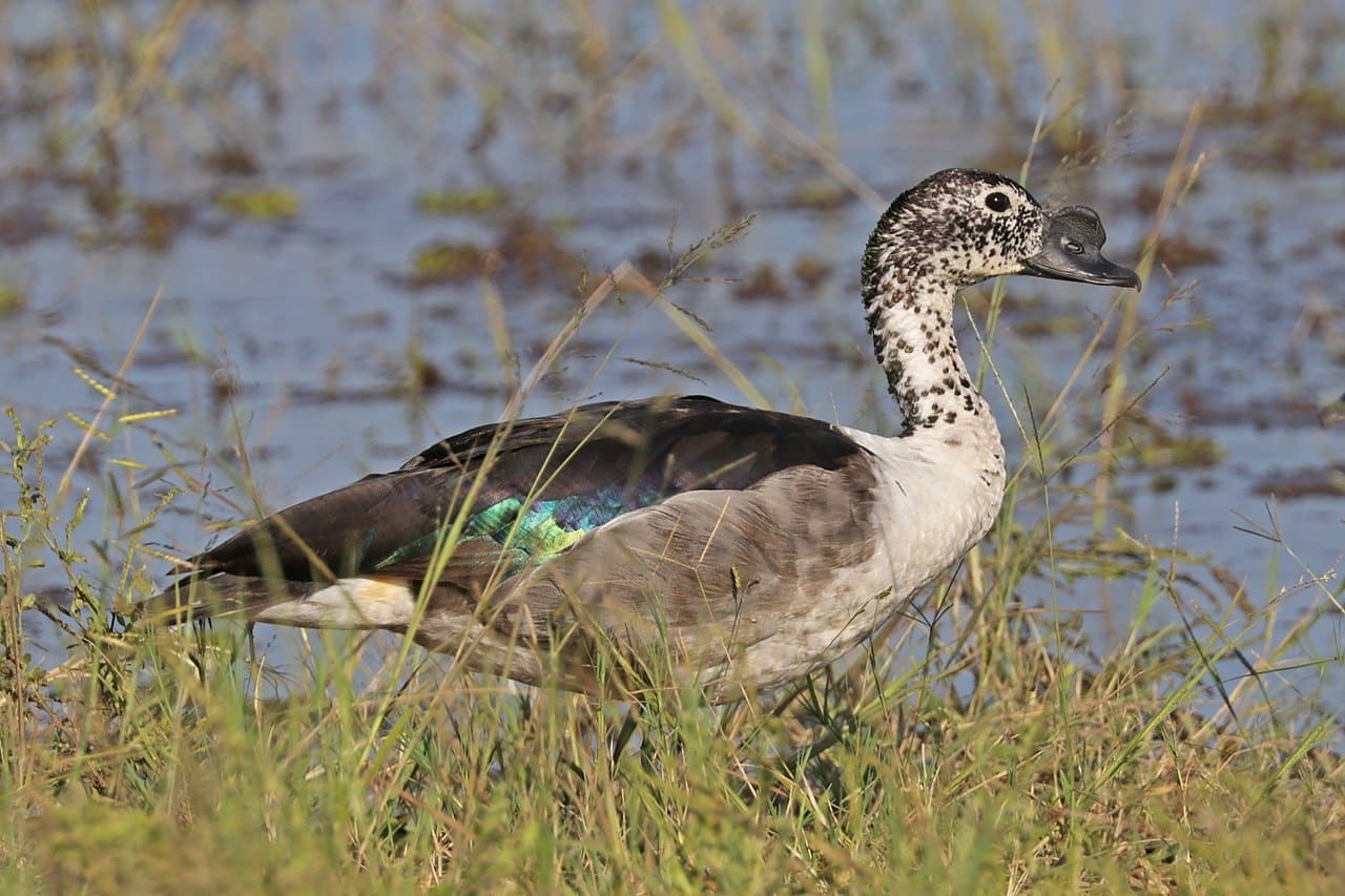 33 Black and White Ducks (Wild and Domestic Duck Breeds)