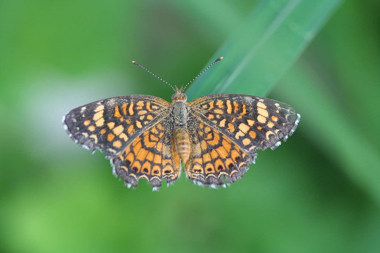 33 Common Butterflies in Florida (Pictures and Identification)