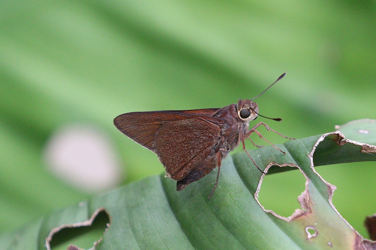33 Common Butterflies in Florida (Pictures and Identification)