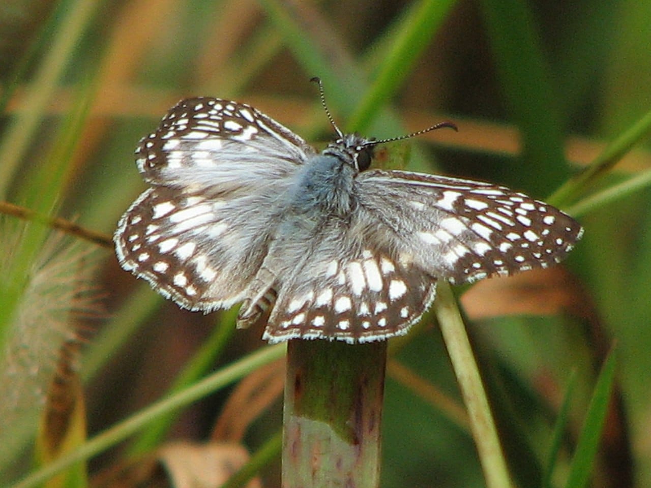 33 Common Butterflies in Florida (Pictures and Identification)