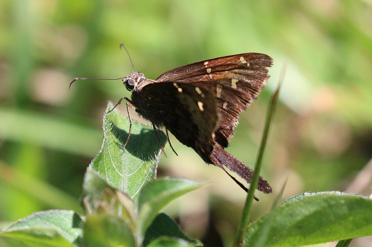 33 Common Butterflies in Florida (Pictures and Identification)