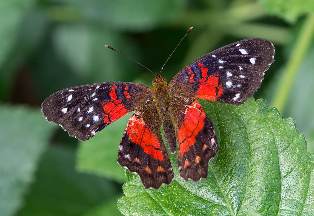 30 Black and Red Butterflies (Pictures and Identification)