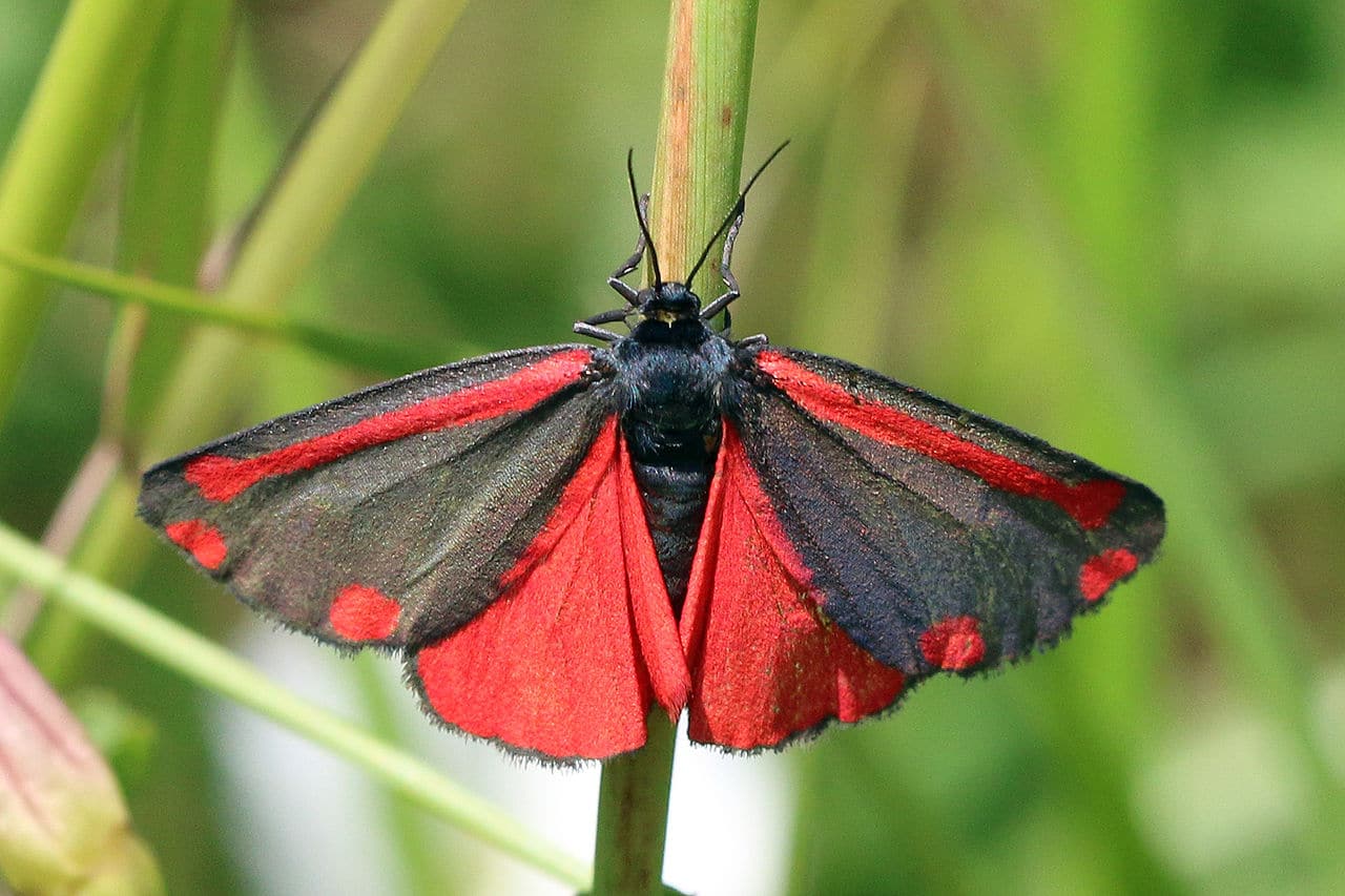 19 Common Black and Red Moths (Pictures And Identification)