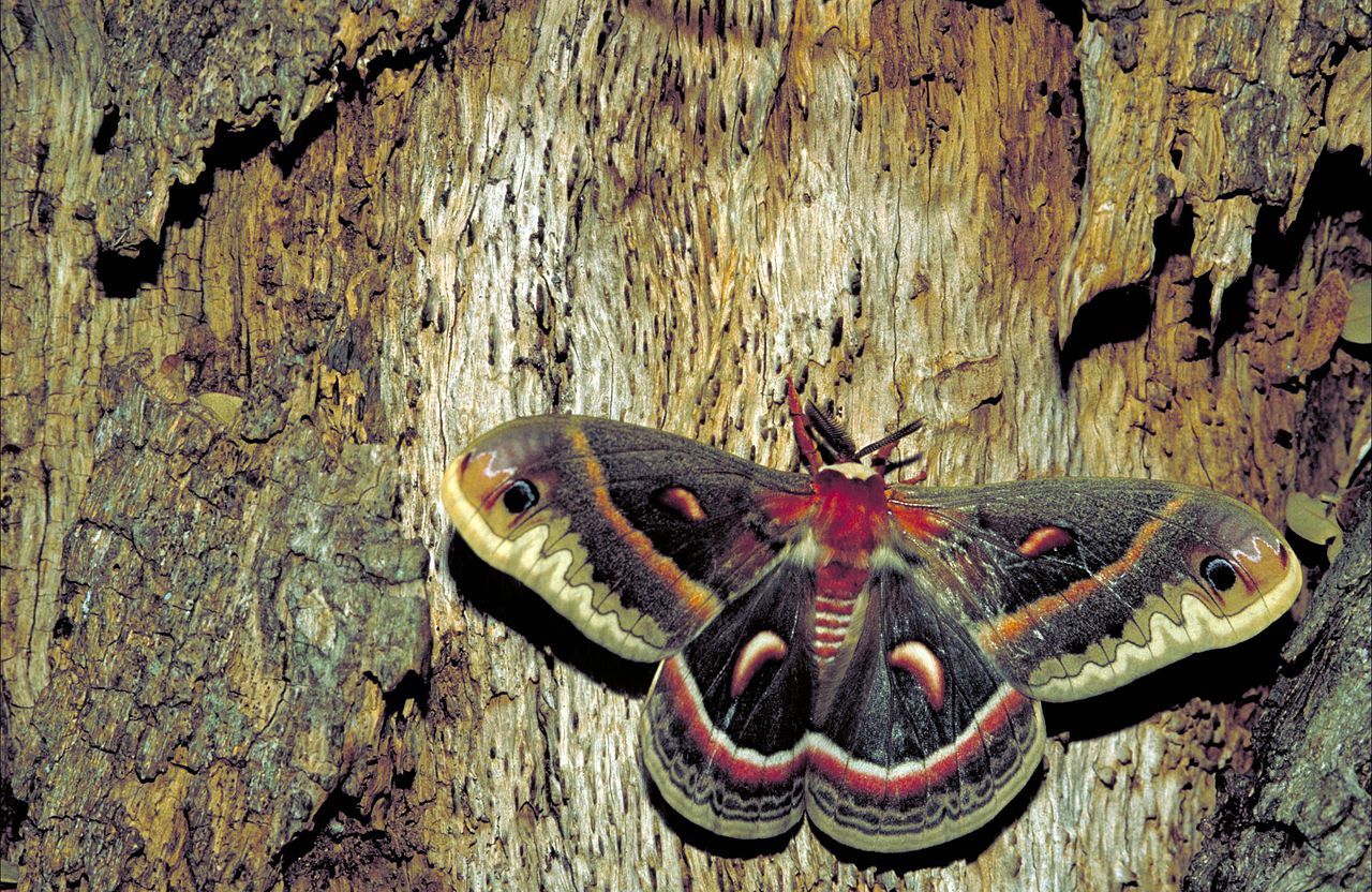 19 Common Black and Red Moths (Pictures And Identification)