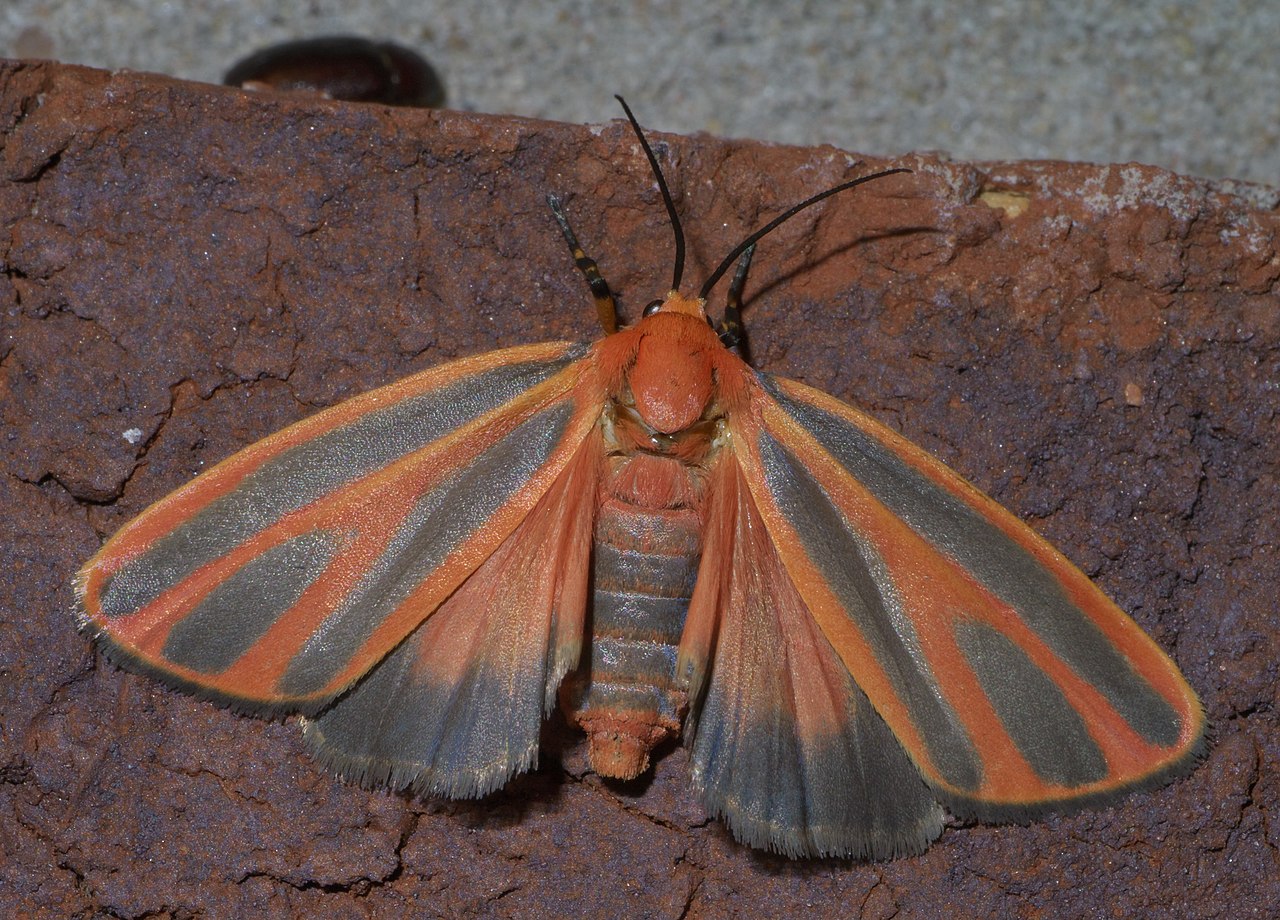 19 Common Black and Red Moths (Pictures And Identification)