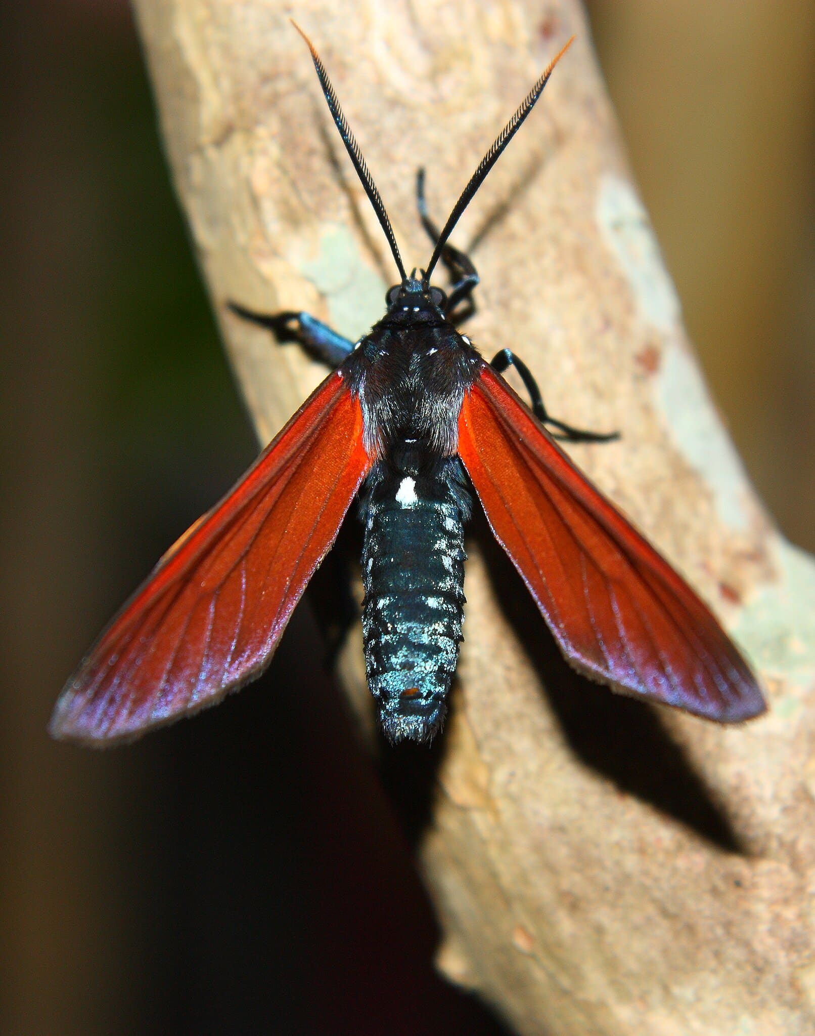 19 Common Black and Red Moths (Pictures And Identification)