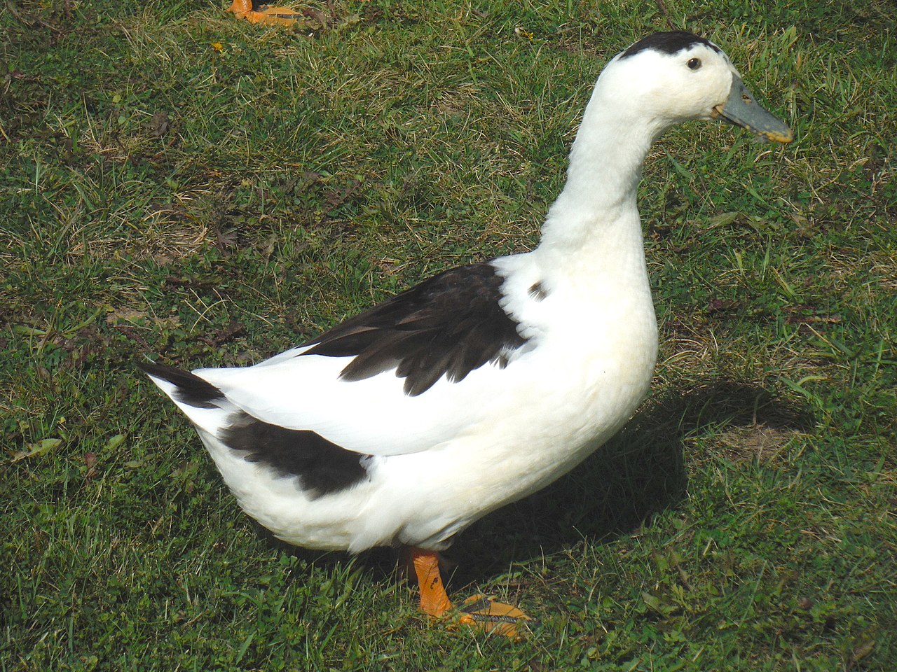 33 Black and White Ducks (Wild and Domestic Duck Breeds)