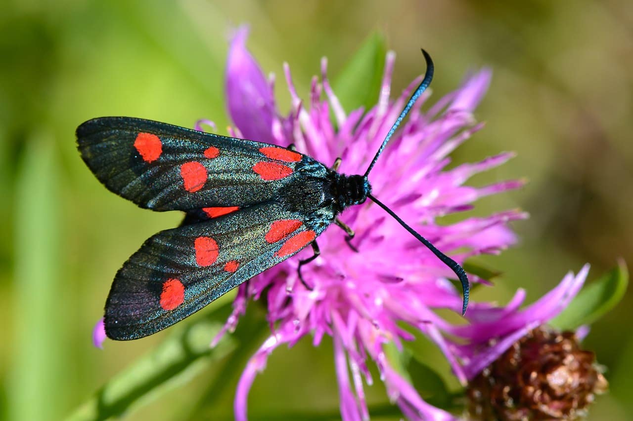 19 Common Black and Red Moths (Pictures And Identification)