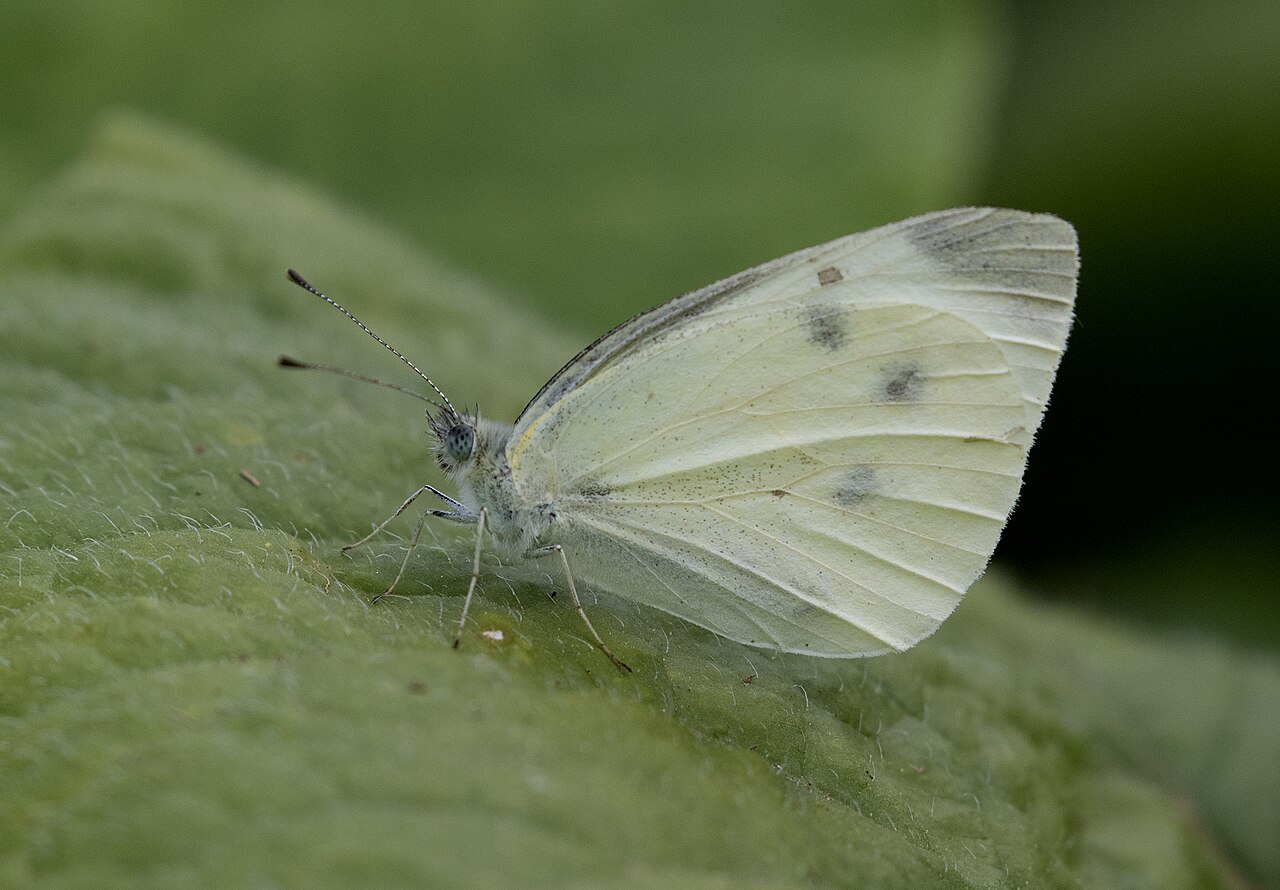 29 Common Butterflies in California (with Pictures)