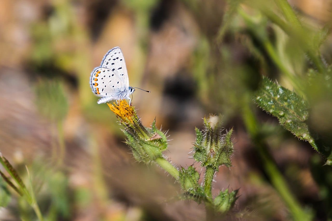 29 Common Butterflies in California (with Pictures)
