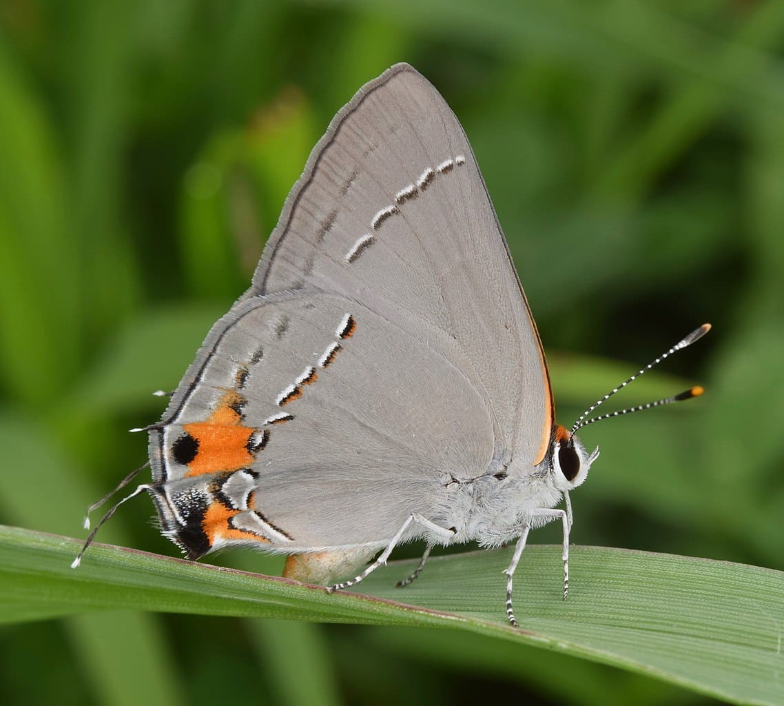 29 Common Butterflies in California (with Pictures)