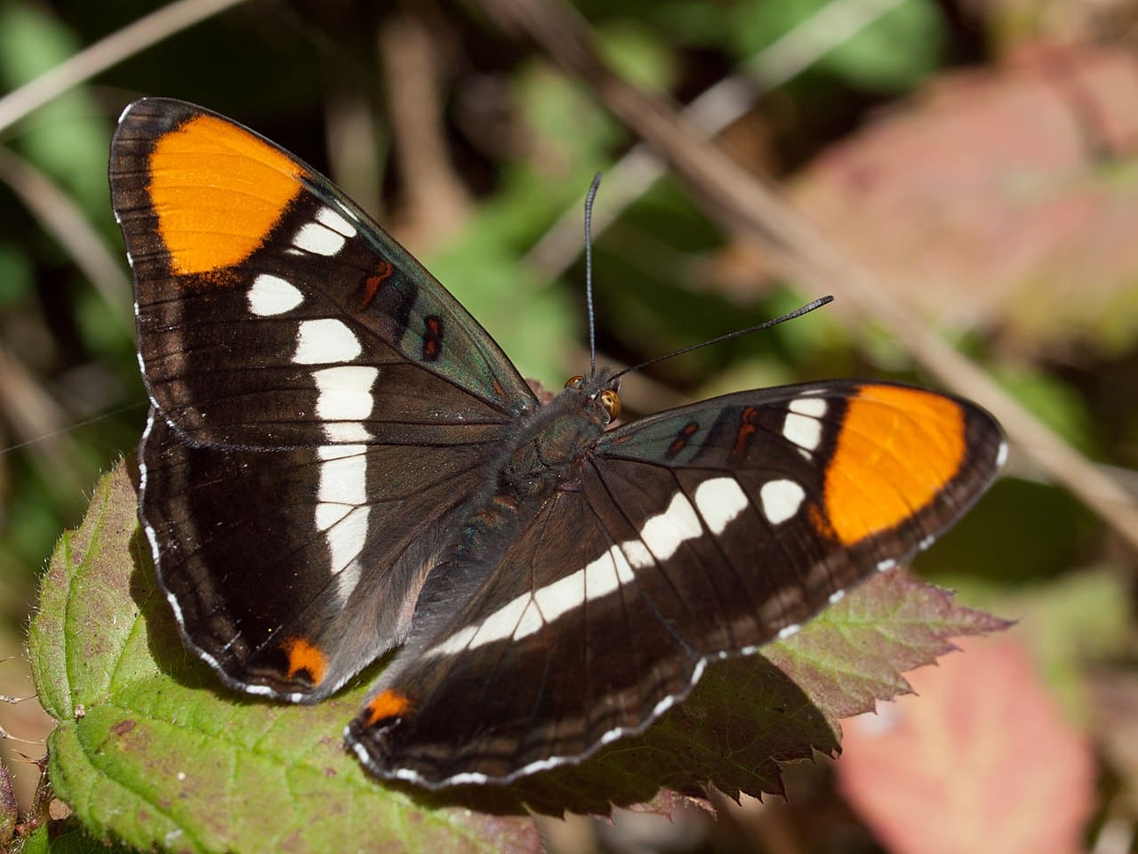 29 Common Butterflies in California (with Pictures)
