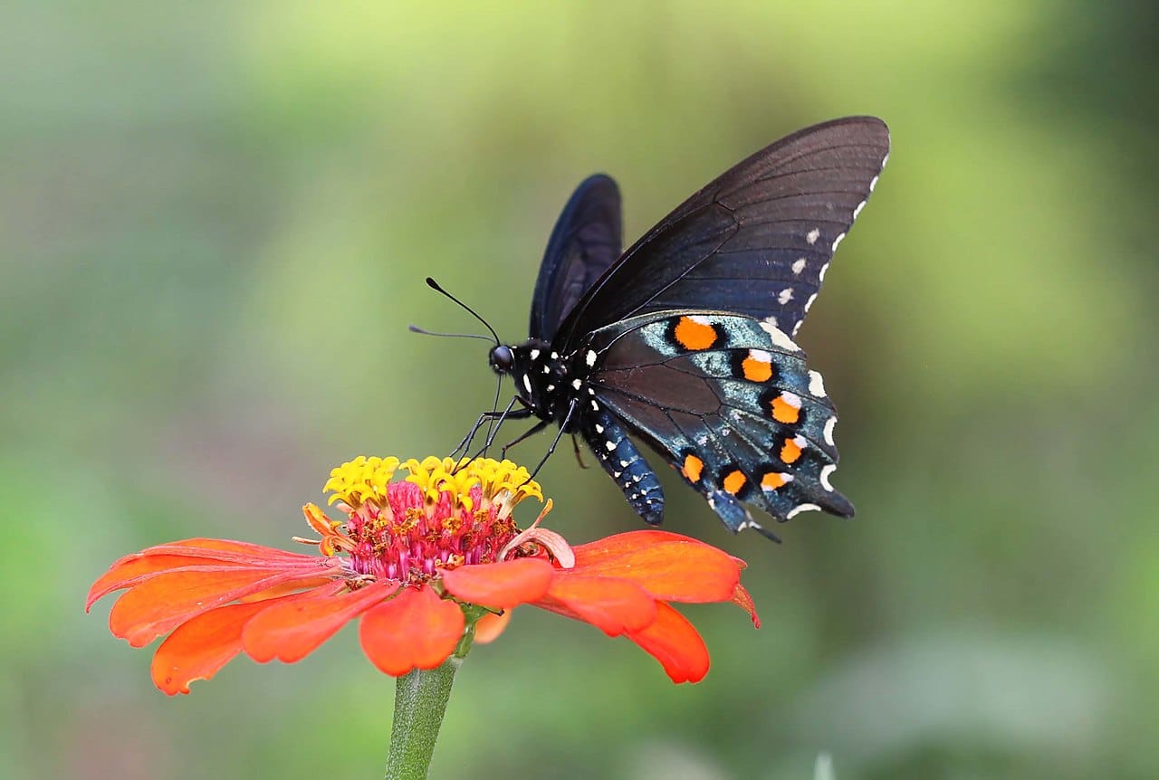 29 Common Butterflies in California (with Pictures)