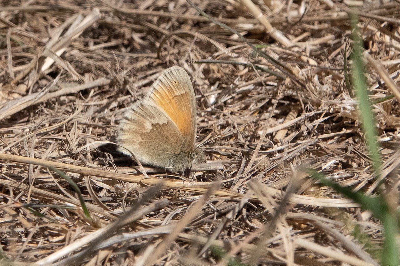 29 Common Butterflies in California (with Pictures)