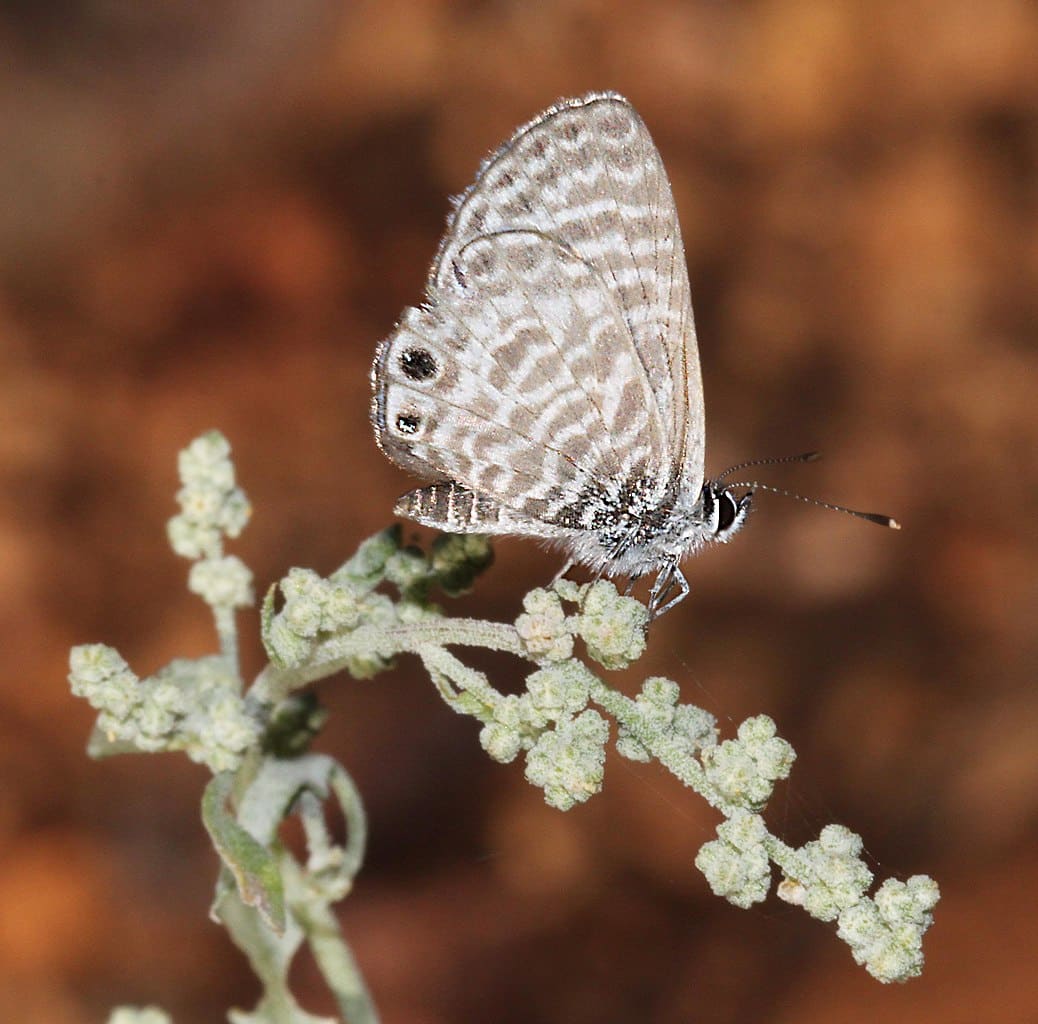29 Common Butterflies in California (with Pictures)