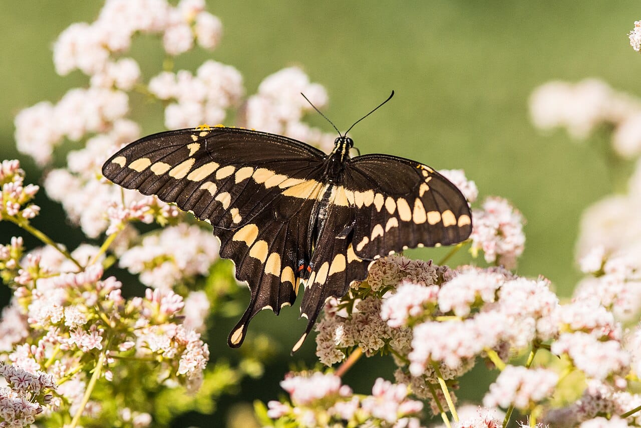 29 Common Butterflies in California (with Pictures)