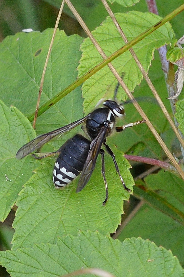 9 Bugs That Look Like Wasps (Pictures and Identification)