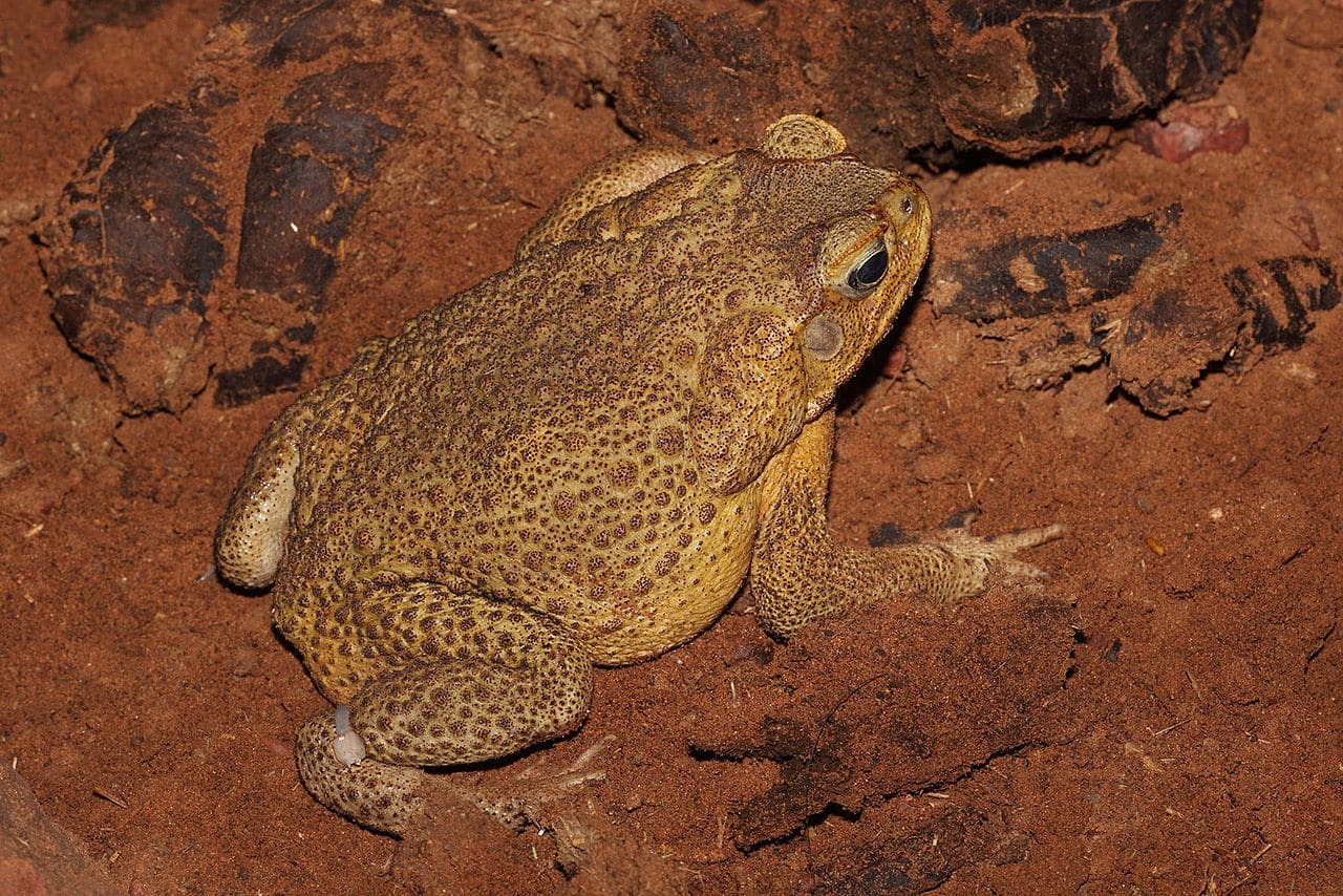 18 Poisonous Toads In The World (With Pictures)