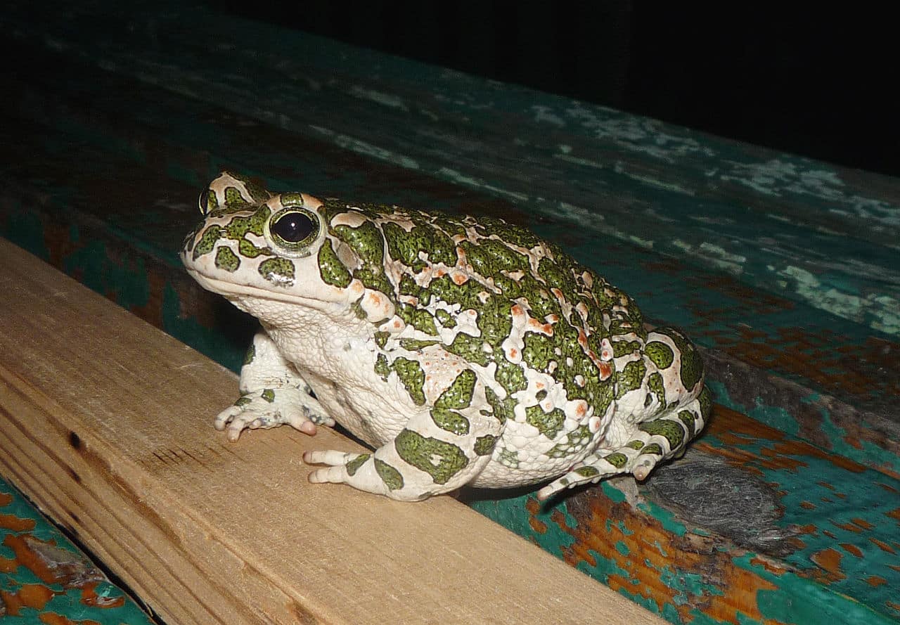 18 Poisonous Toads In The World (With Pictures)