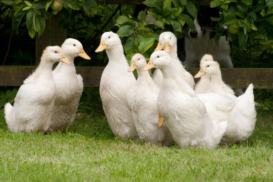 14 Types of White Ducks (with Pictures)