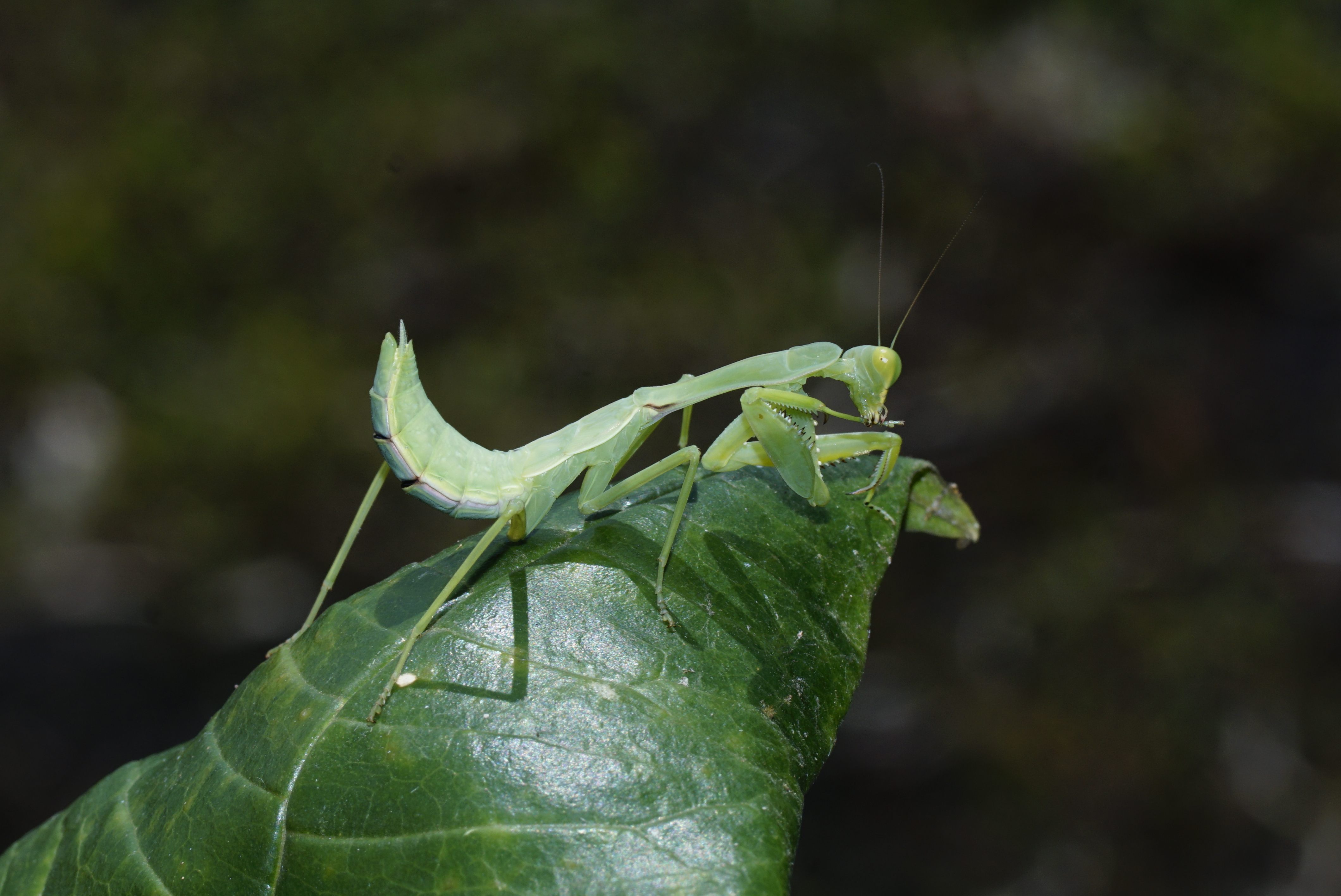What Eats Bees? 16 Examples Of Animals That Eat Bees