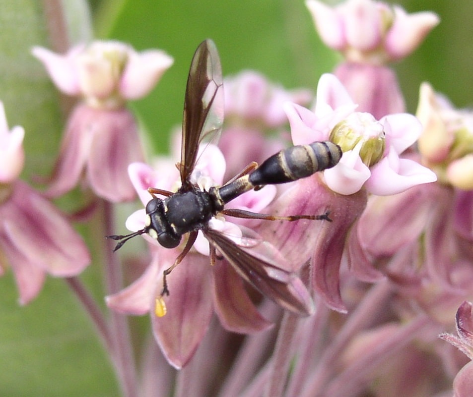 18 Flies That Look Like Wasps (With Pictures)