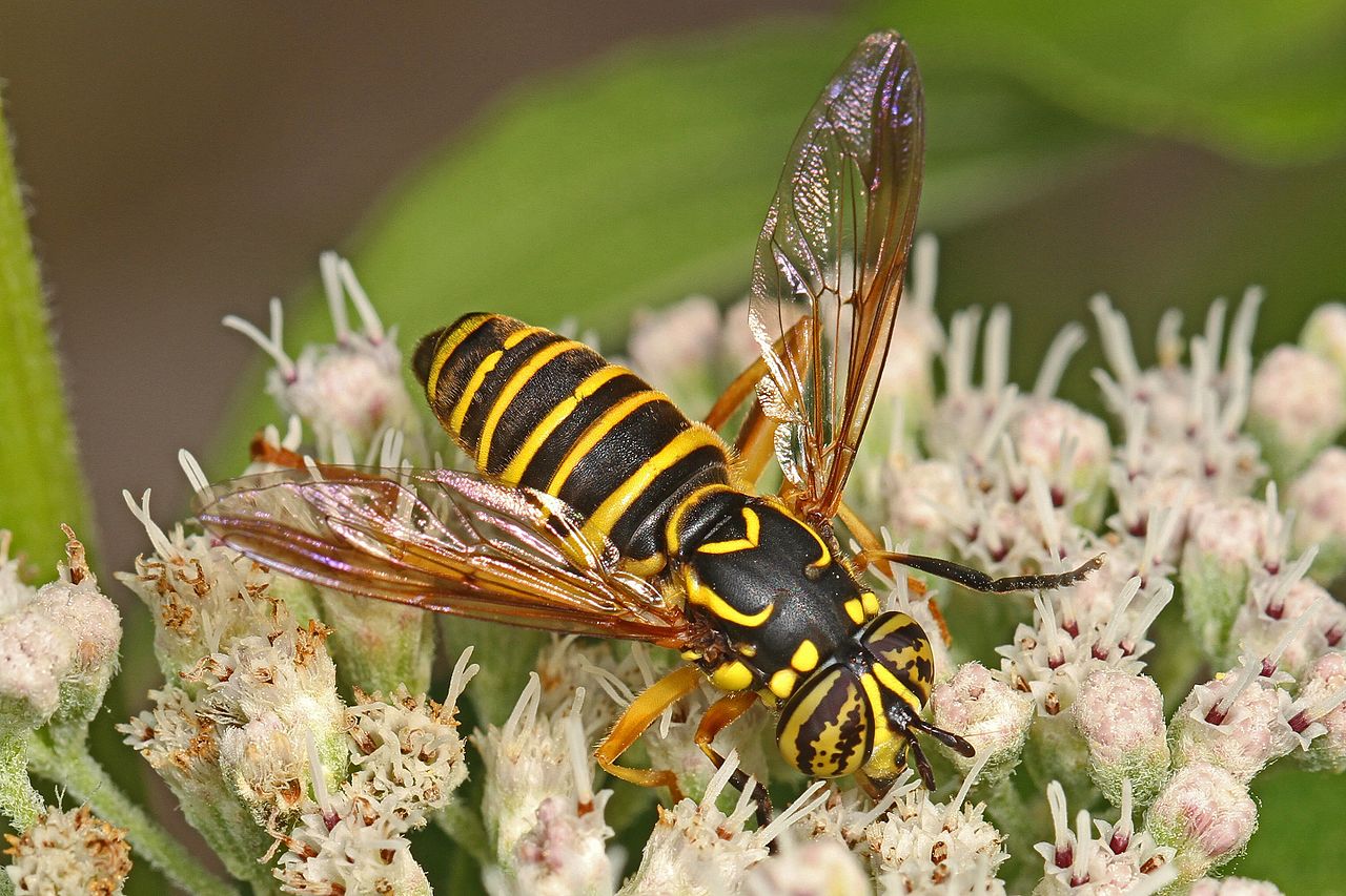 18 Flies That Look Like Wasps (With Pictures)