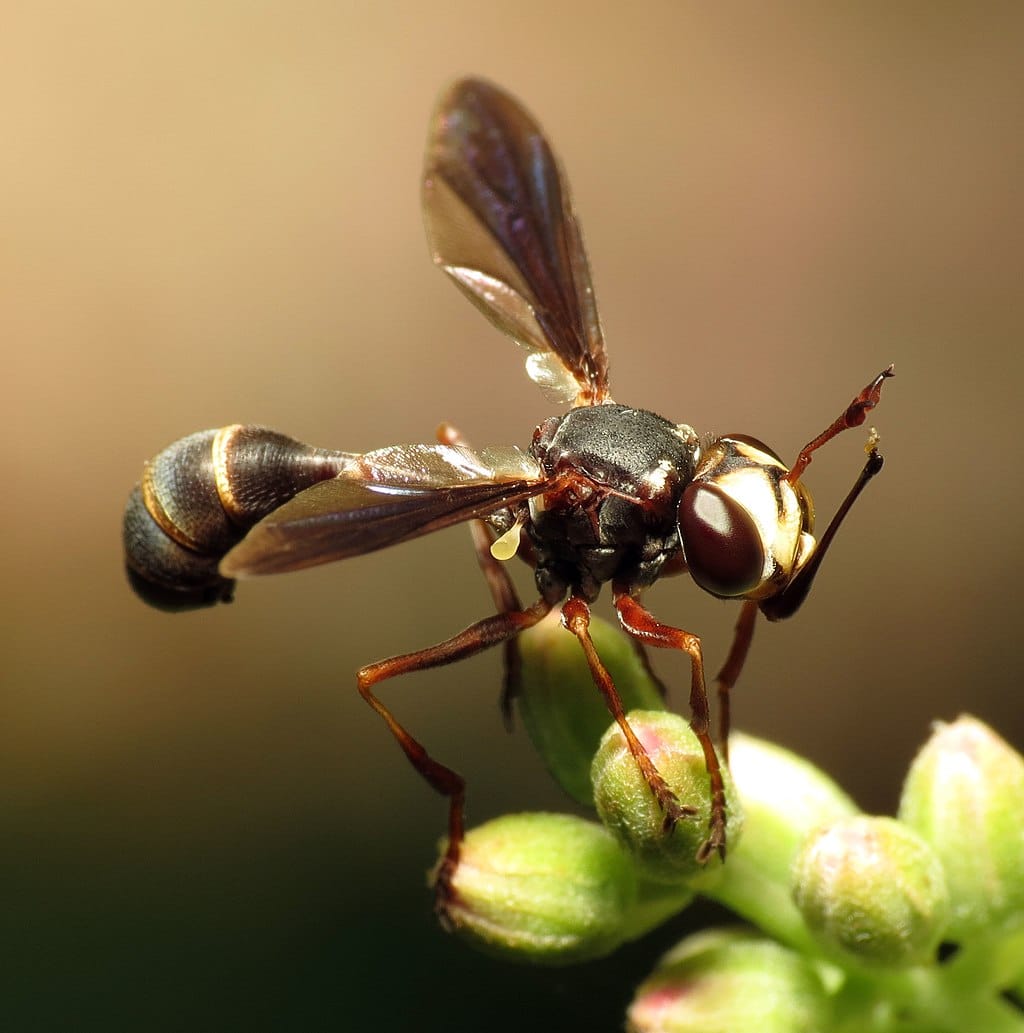 18 Flies That Look Like Wasps (With Pictures)